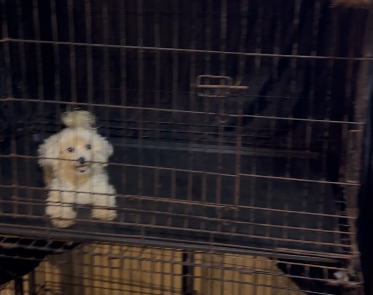 Brealyn Mia is a Maltipoo and Poodle - Toy puppy for sale in Durham, NC