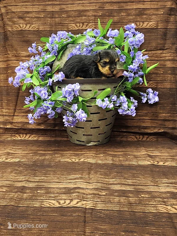 Princess is a Yorkshire Terrier puppy for sale in Bay Minette, AL