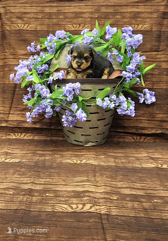 Princess is a Yorkshire Terrier puppy for sale in Bay Minette, AL