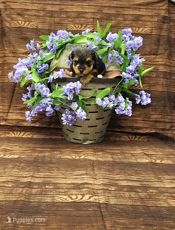 Princess is a Yorkshire Terrier puppy for sale in Bay Minette, AL