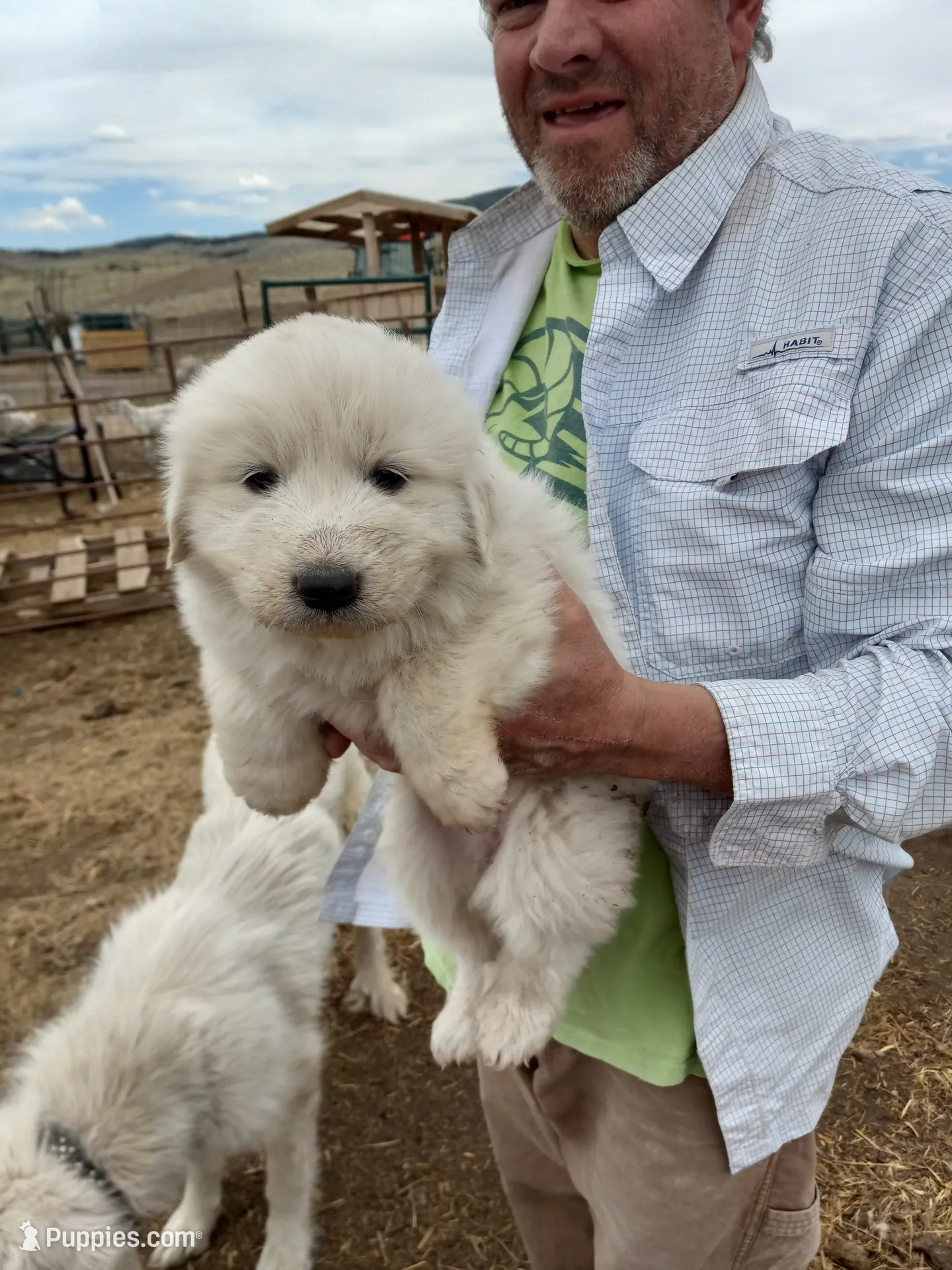 Callie – Great Pyrenees Puppy for Sale in Hartsel, CO | Puppies.com