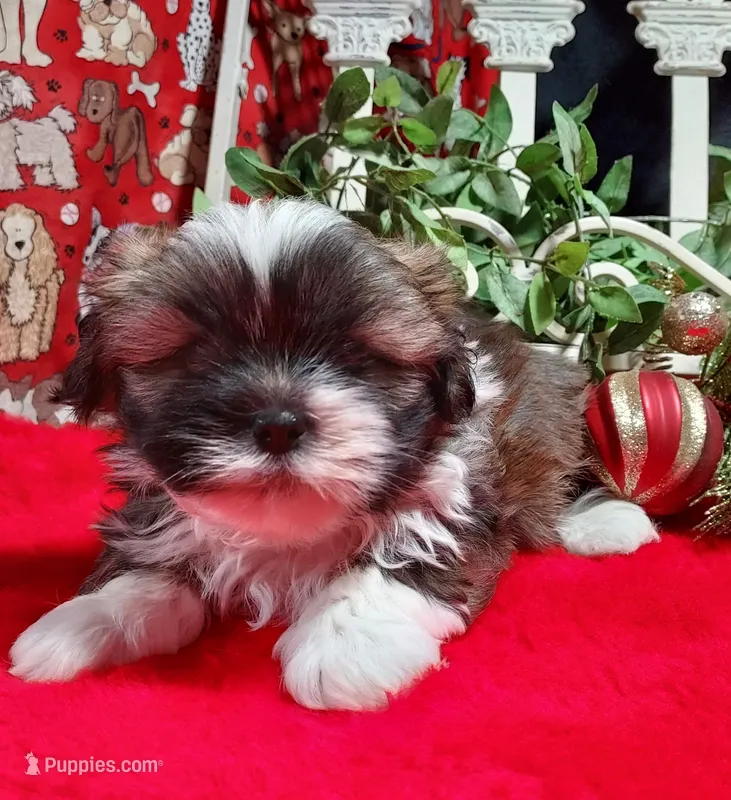 AKC Reece is a Lhasa Apso puppy for sale in Jay, OK