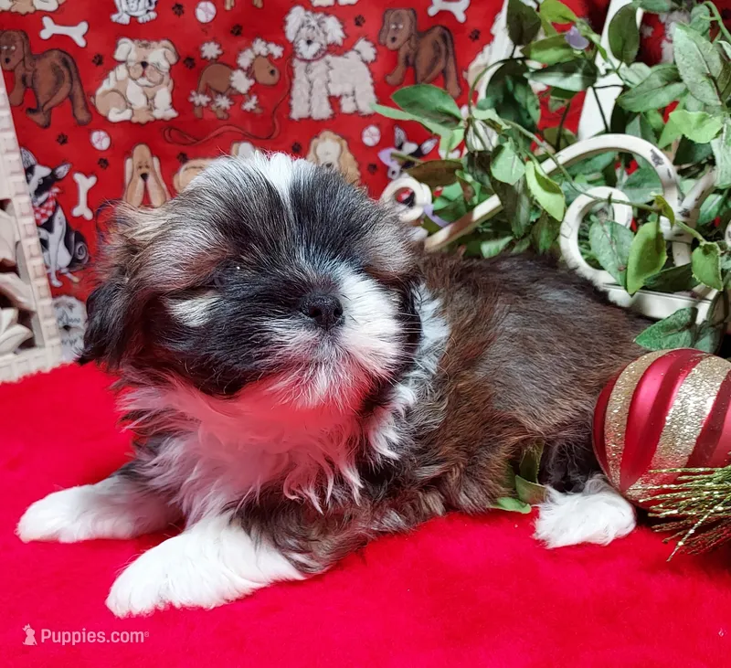 AKC Reece is a Lhasa Apso puppy for sale in Jay, OK