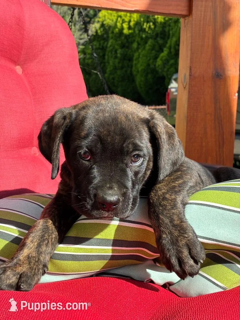 Jude – Cane Corso Puppy for Sale in Madison Heights, VA | Puppies.com