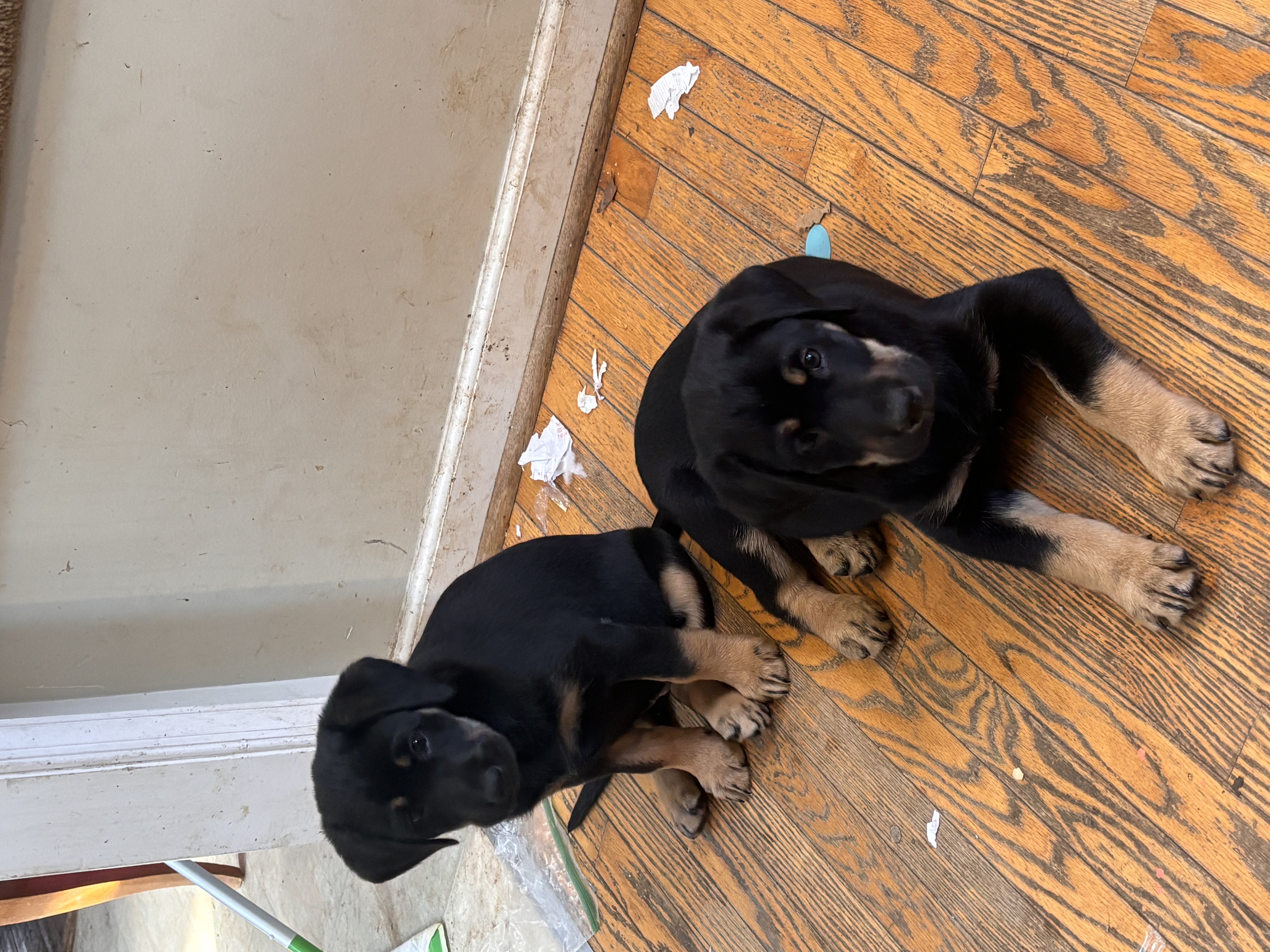 Orange is a Labrador Retriever puppy for sale in Quinton, VA