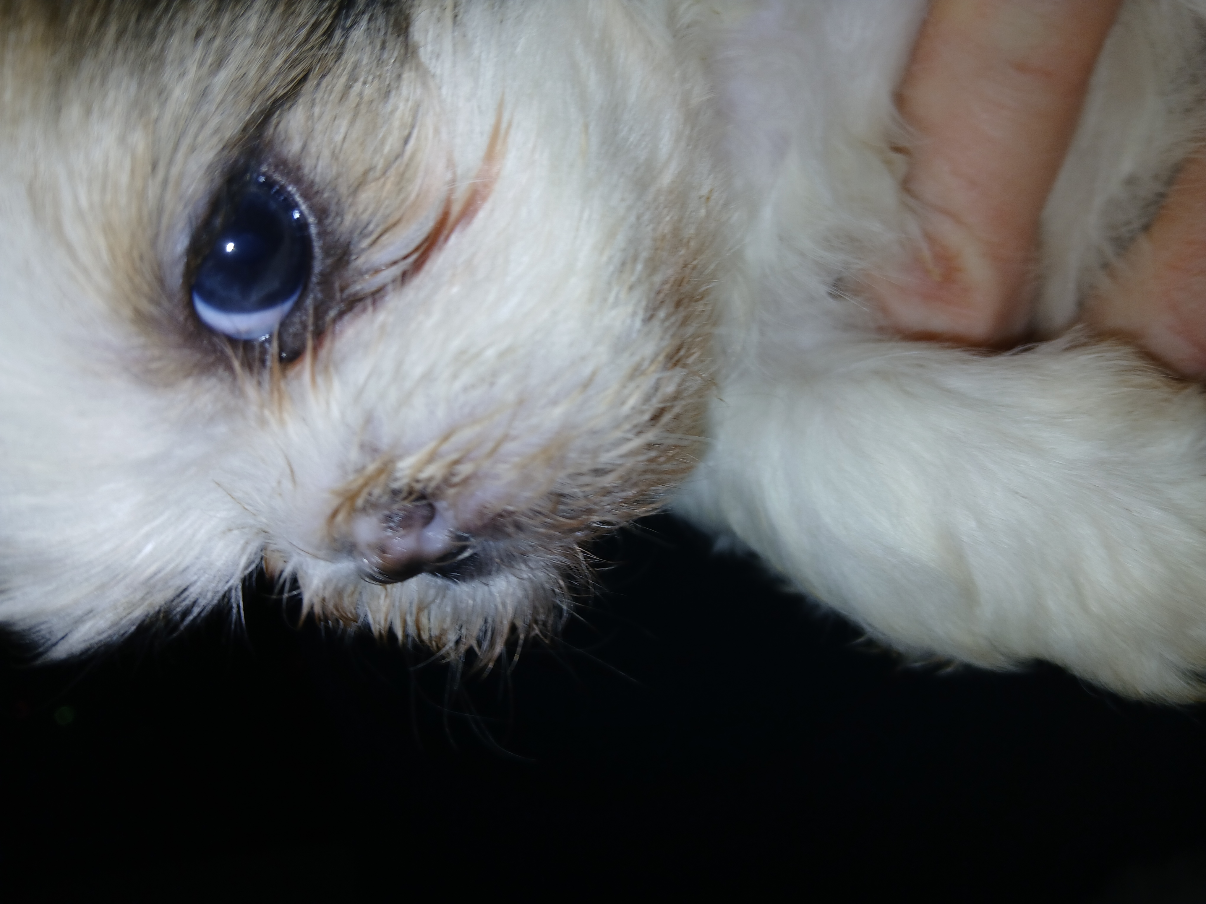 Angel is a Shih Tzu puppy for sale in Mount Airy, NC