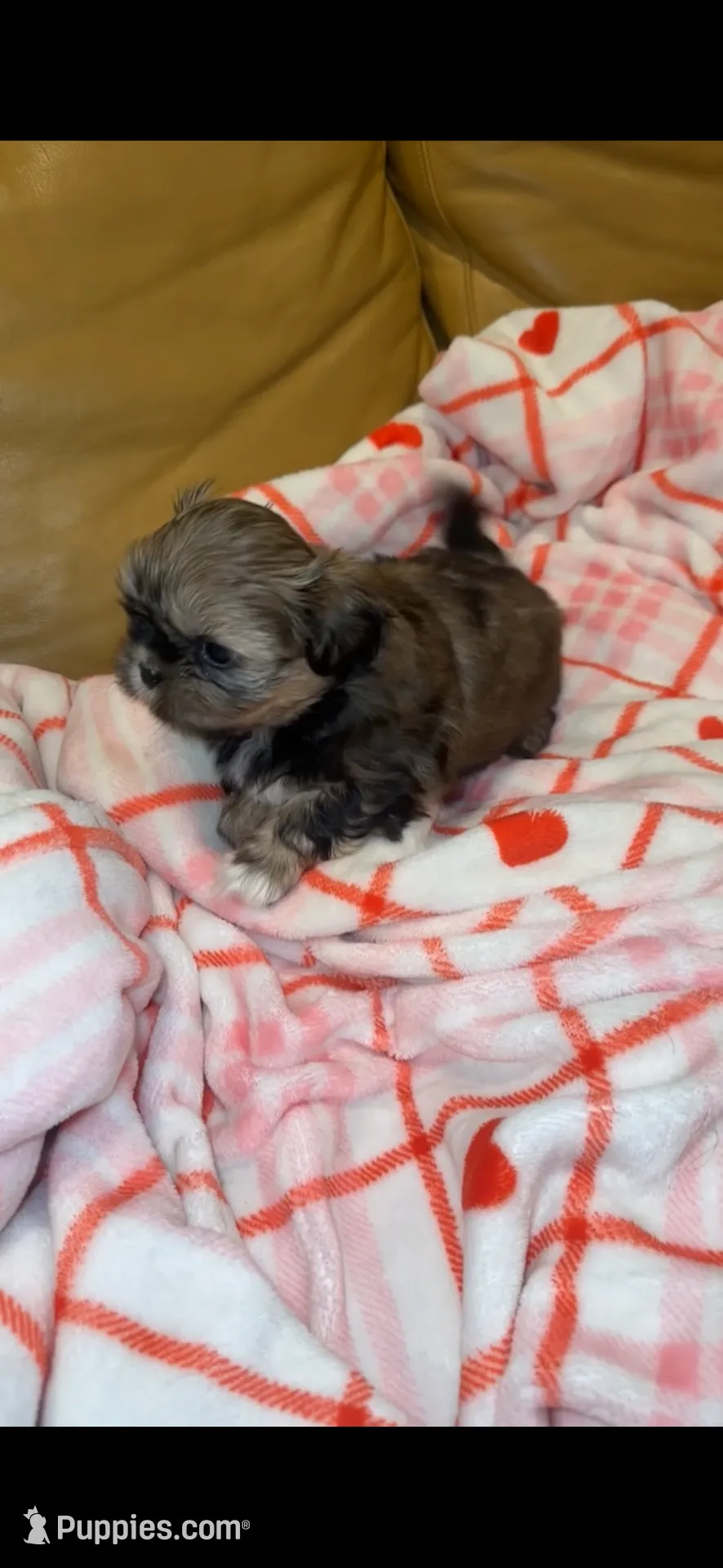Angel ️ – Shih Tzu Puppy for Sale in Vallejo, CA | Puppies.com