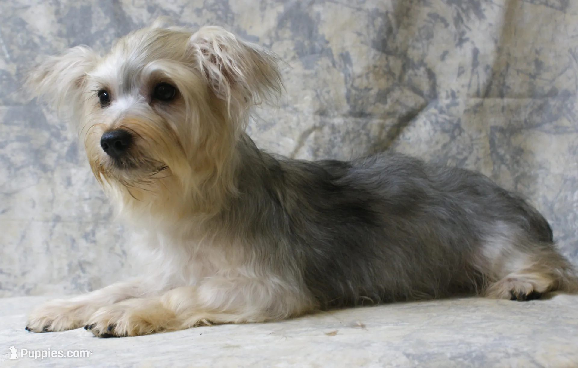 Silky Terrier Puppy For Sale in Poplar Bluff | Puppies.com