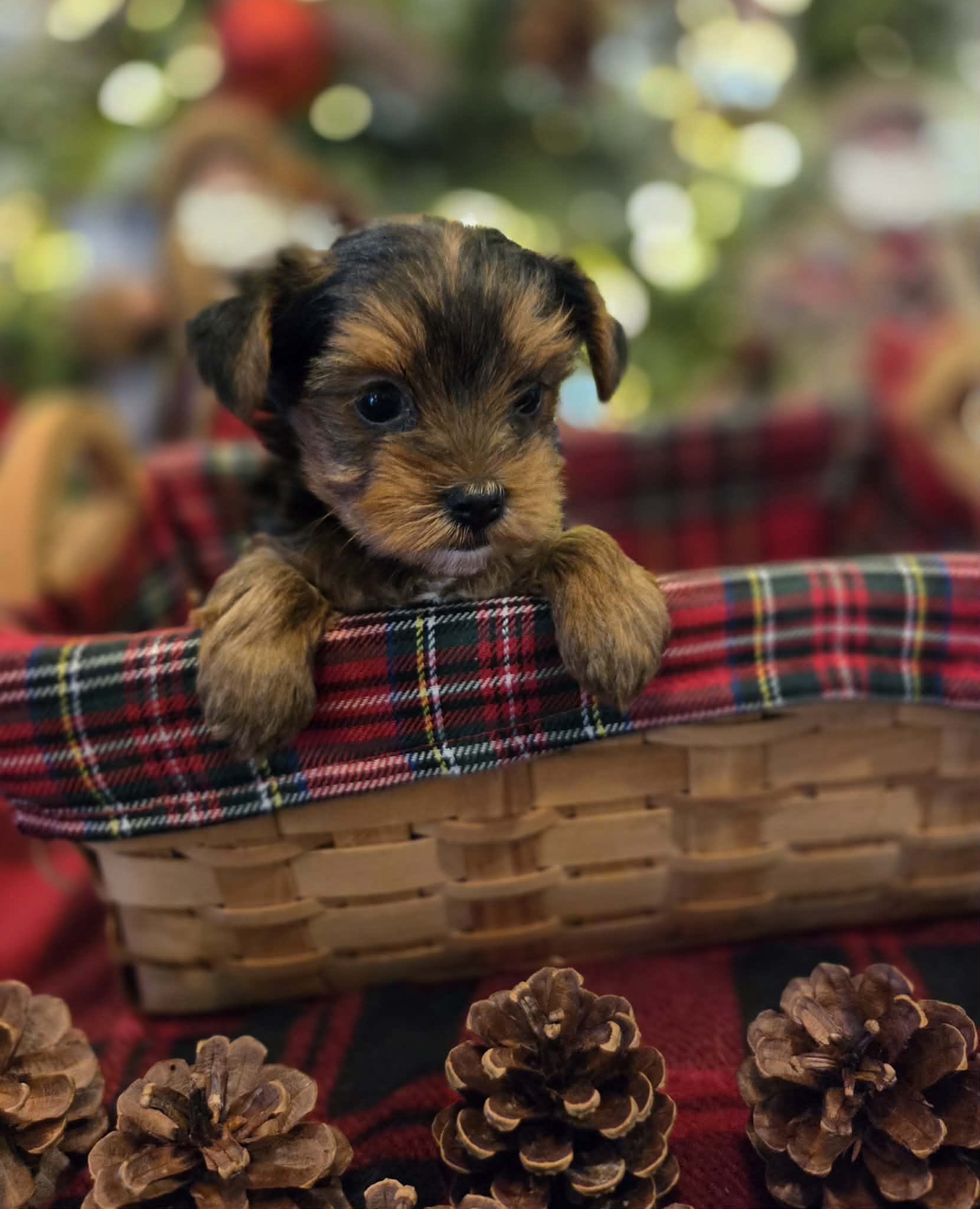 Tiny Lillie is a Yorkshire Terrier puppy for sale in Walker, LA