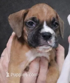 SARAH is a Boxer puppy for sale in Turner, MI