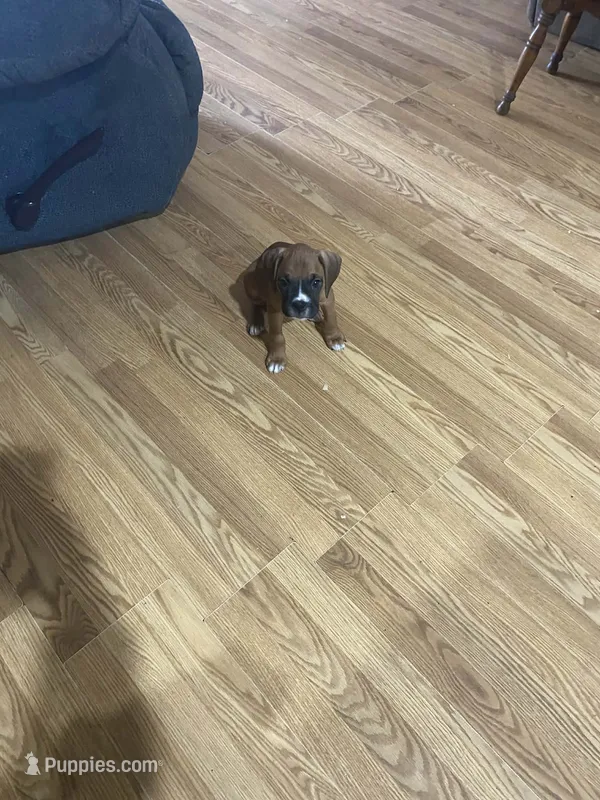 SARAH is a Boxer puppy for sale in Turner, MI