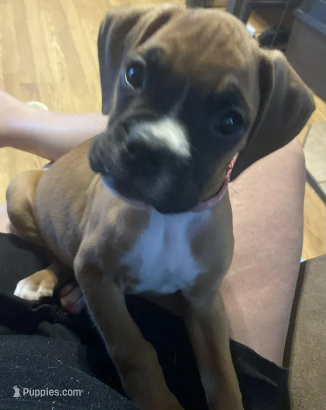 SARAH is a Boxer puppy for sale in Turner, MI