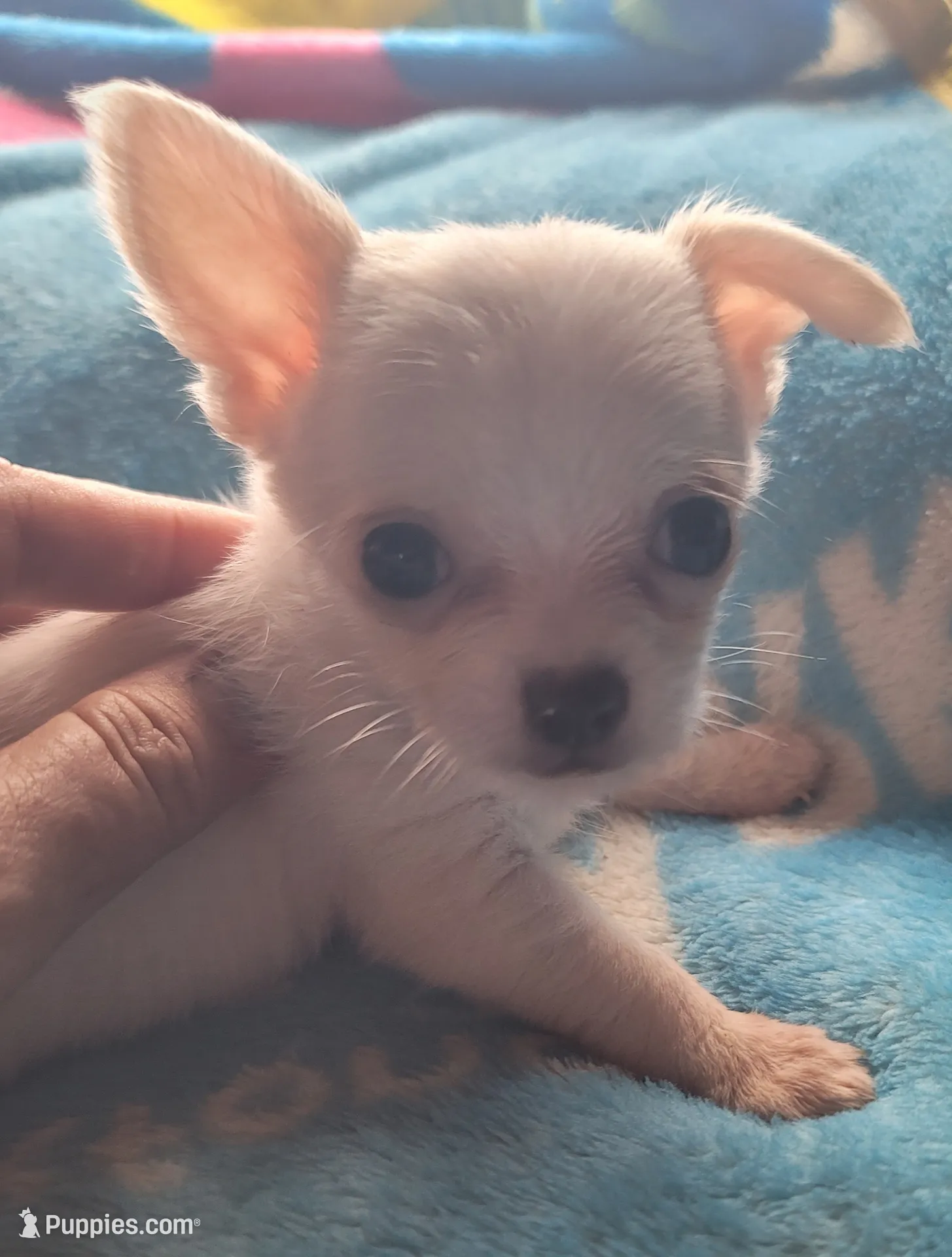 Simon – Chihuahua Puppy for Sale in Spring Run, PA | Puppies.com