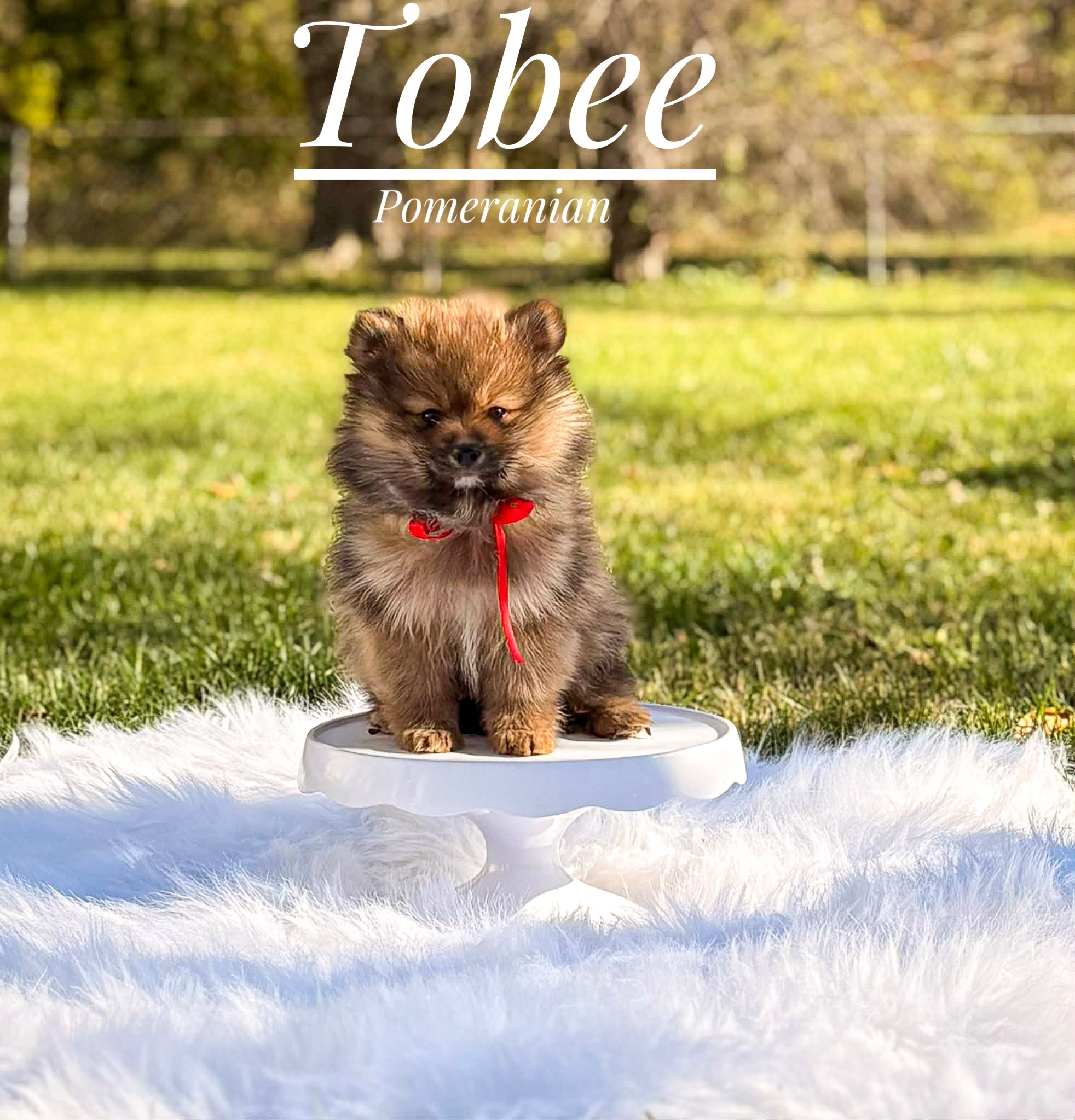 Tobee is a Pomeranian puppy for sale in Chicago, IL
