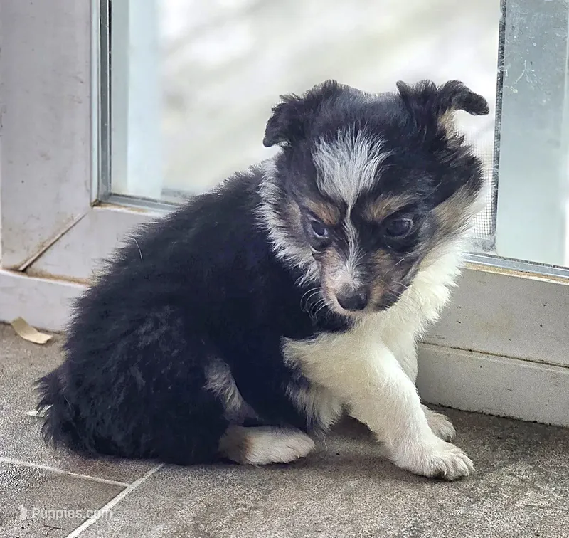 Daphne is a Border Collie puppy for sale in Rock, KS