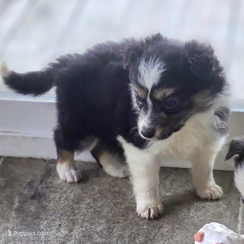 Daphne is a Border Collie puppy for sale in Rock, KS