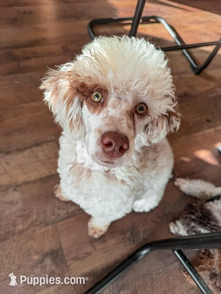 100 clear - AKC- TRI – Poodle - Miniature Puppy for Sale | Puppies.com