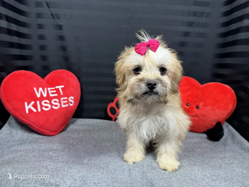 Basil is a Peekapoo puppy for sale in Waynesville, MO