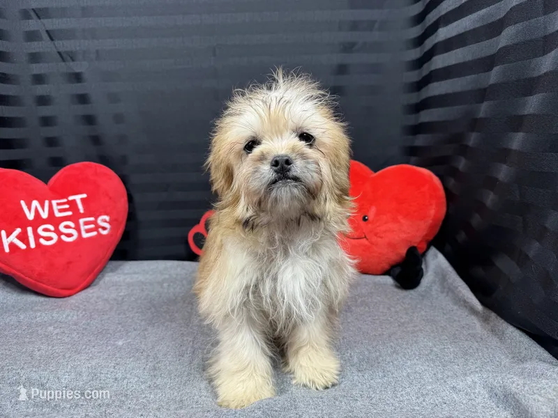 Basil is a Peekapoo puppy for sale in Waynesville, MO