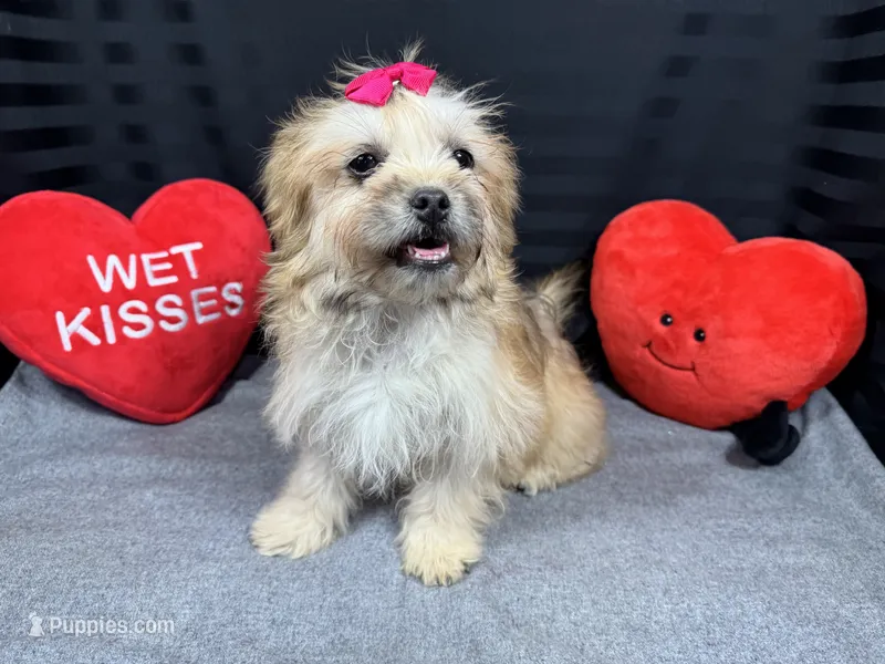 Basil is a Peekapoo puppy for sale in Waynesville, MO