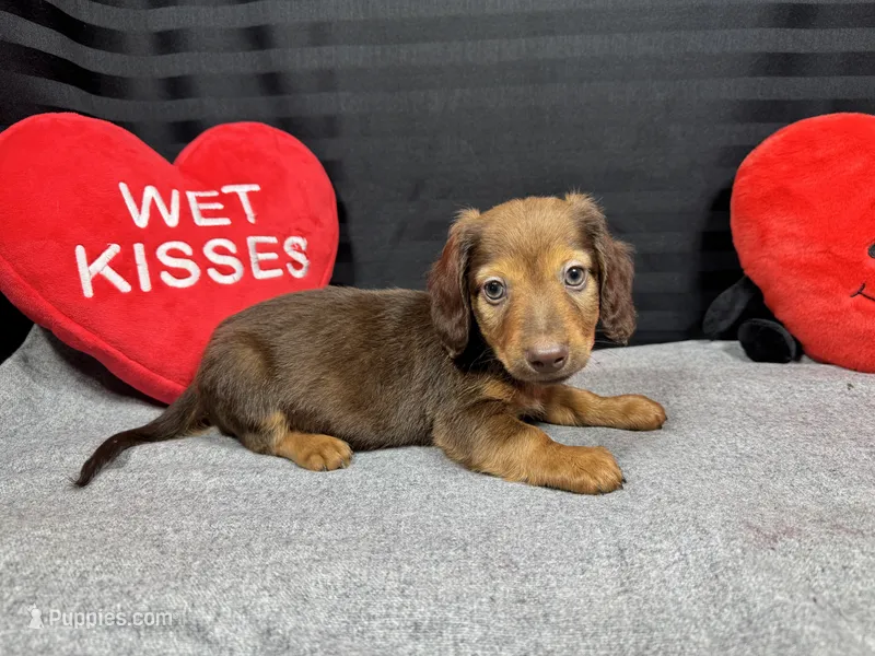 Phineas is a Miniature Dachshund puppy for sale in Waynesville, MO