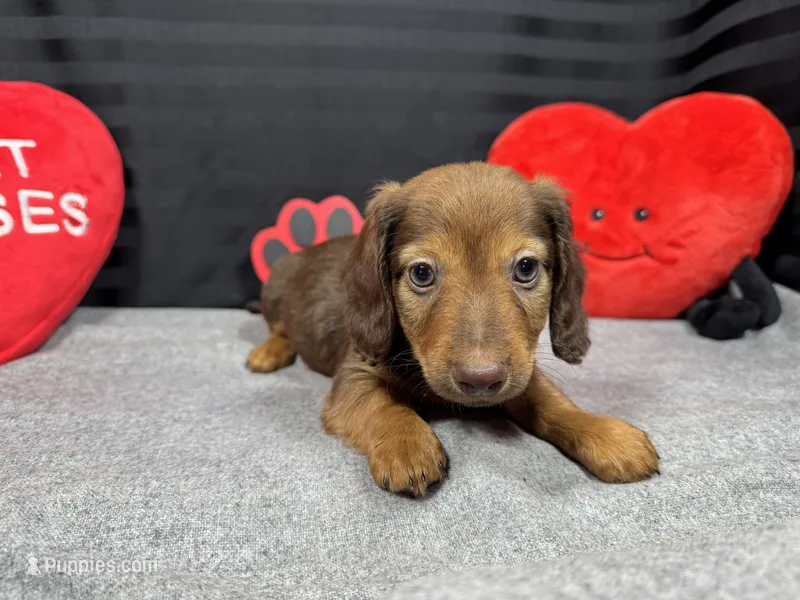 Phineas is a Miniature Dachshund puppy for sale in Waynesville, MO