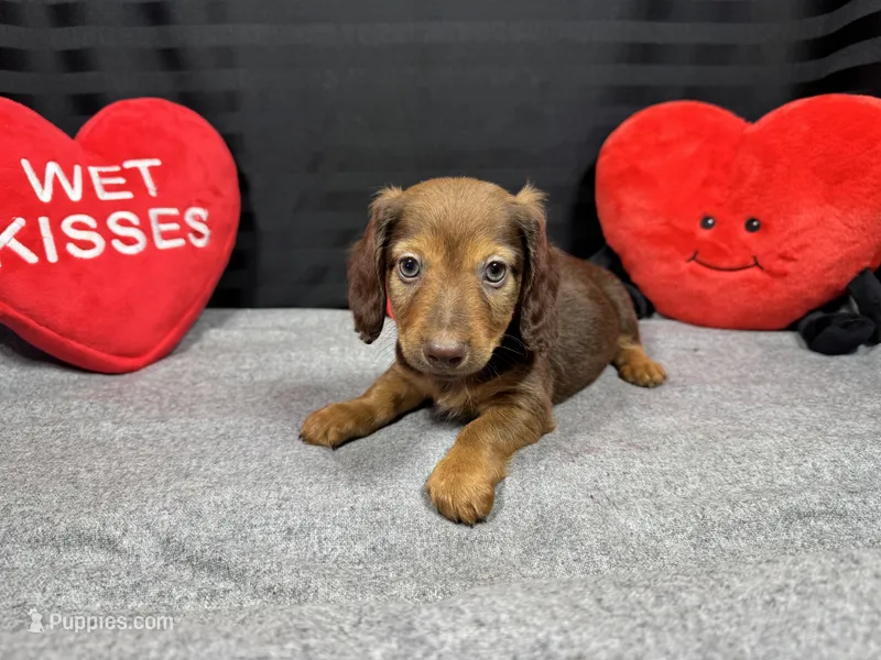 Phineas is a Miniature Dachshund puppy for sale in Waynesville, MO