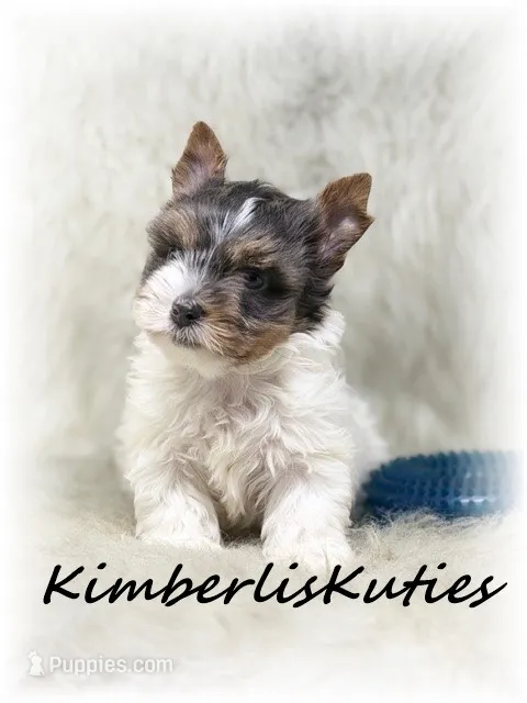 Dagger is a Yorkshire Terrier puppy for sale in Lipan, TX