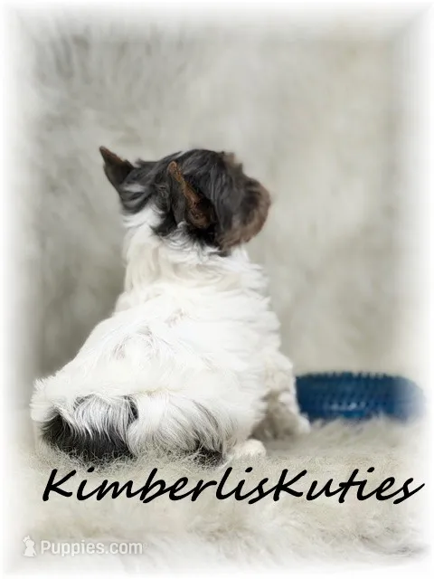 Dagger is a Yorkshire Terrier puppy for sale in Lipan, TX