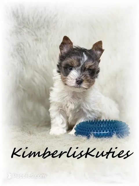 Dagger is a Yorkshire Terrier puppy for sale in Lipan, TX