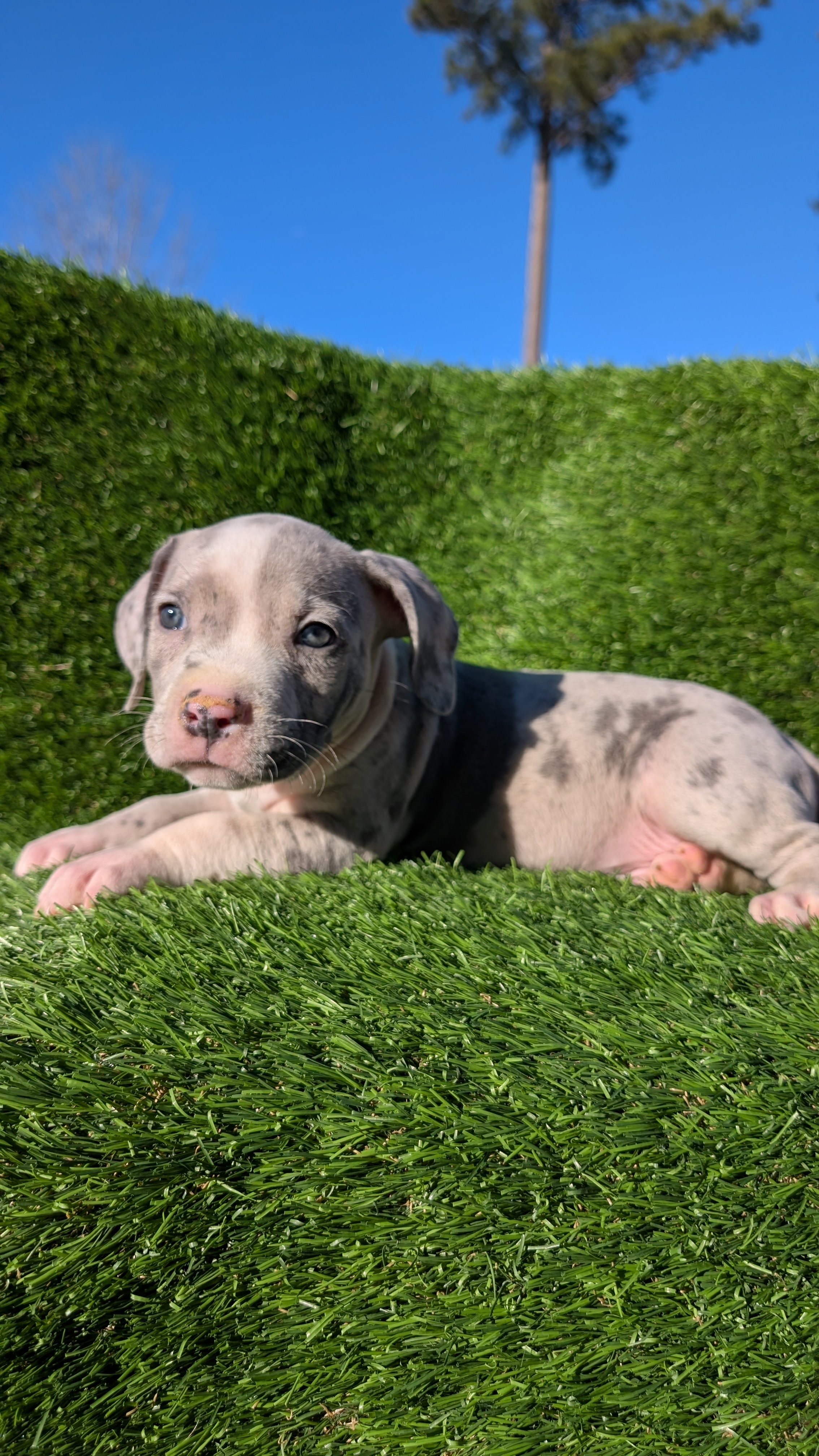 THOR🖤 is a American Bully puppy for sale in Grovetown, GA