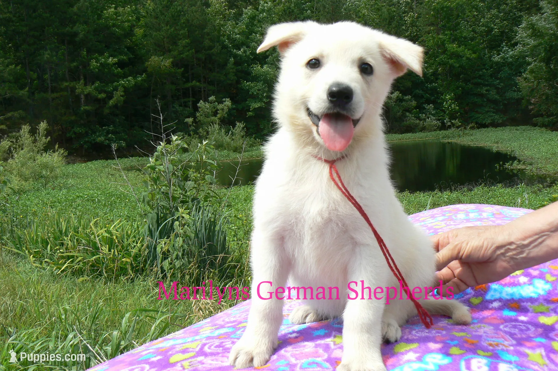 Lakeside Morning's Miss Raspberries & Whipped Vanilla – German Shepherd ...