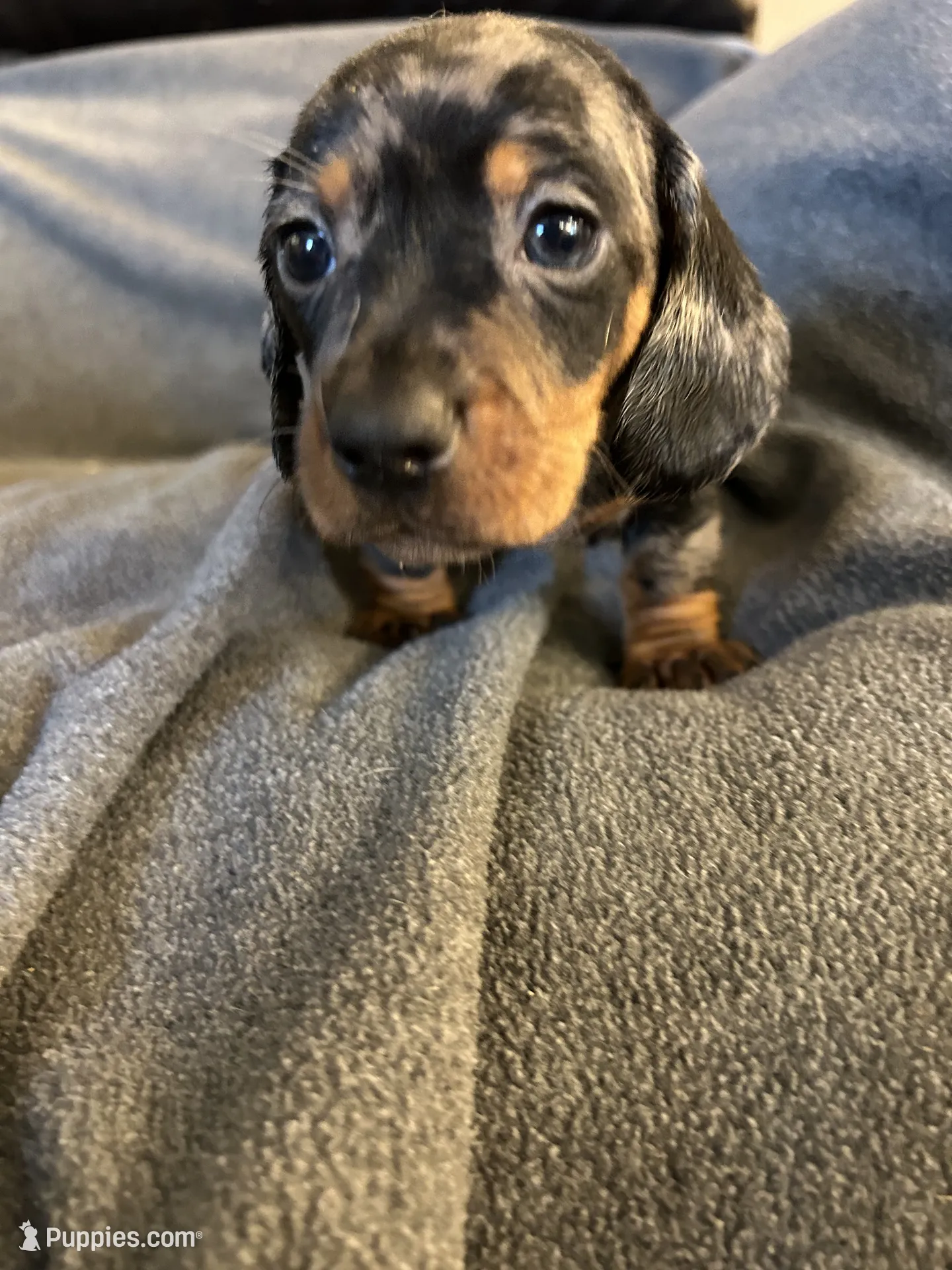 Bells dapple male – Miniature Dachshund Puppy for Sale | Puppies.com