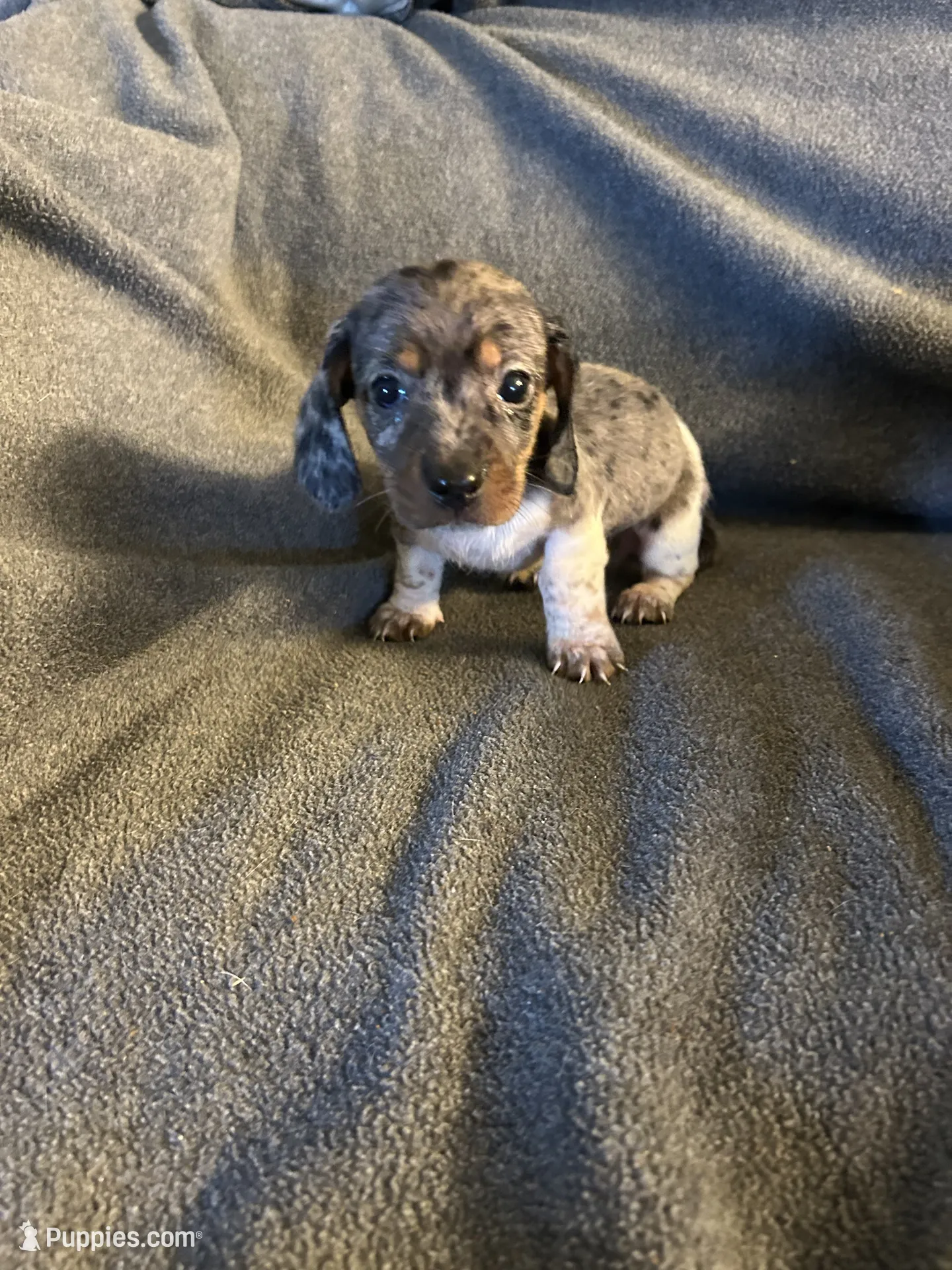 Bells female #1piebakd dapple – Miniature Dachshund Puppy | Puppies.com