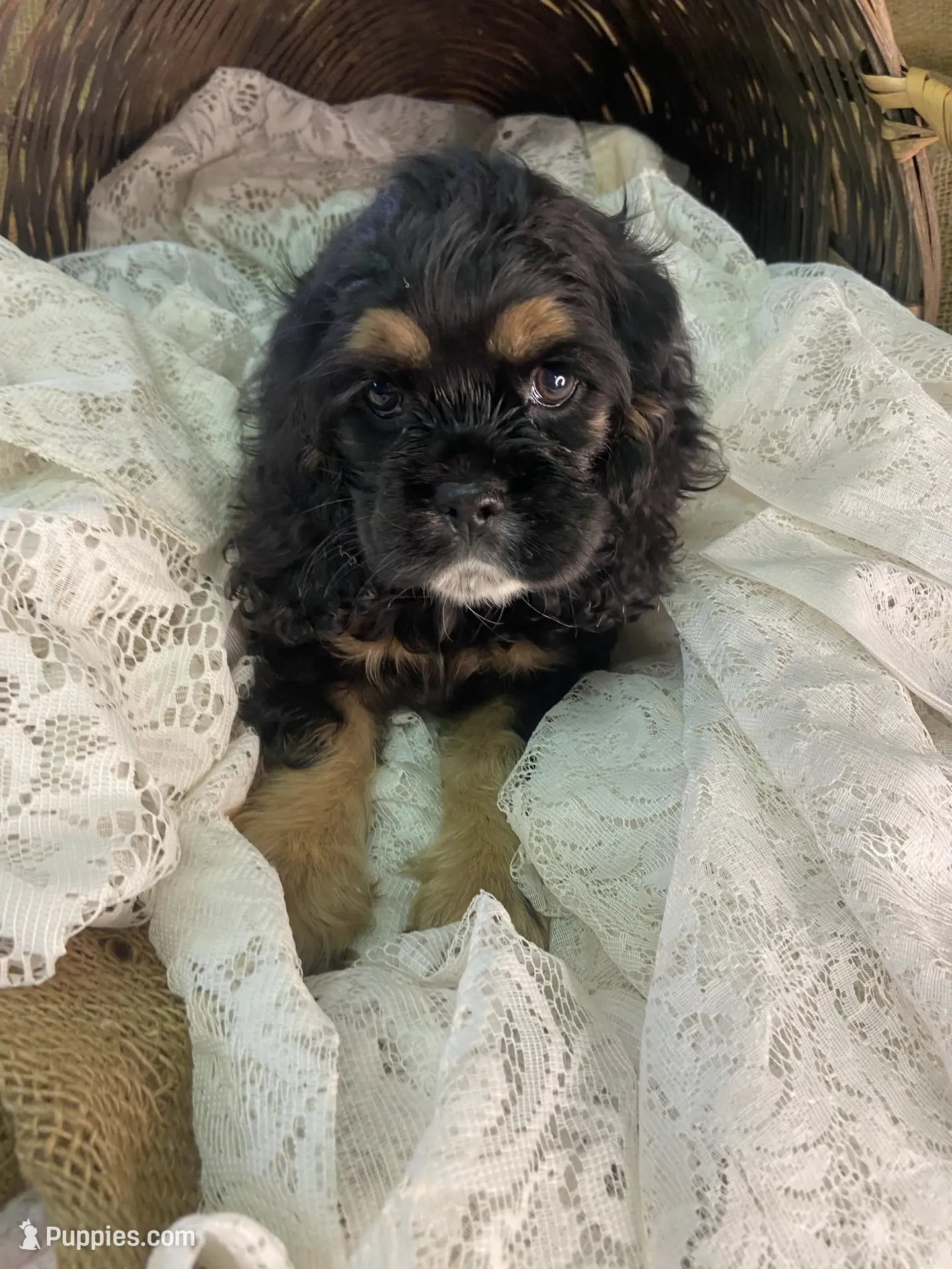 Betty – Cocker Spaniel Puppy for Sale in Conklin, NY | Puppies.com