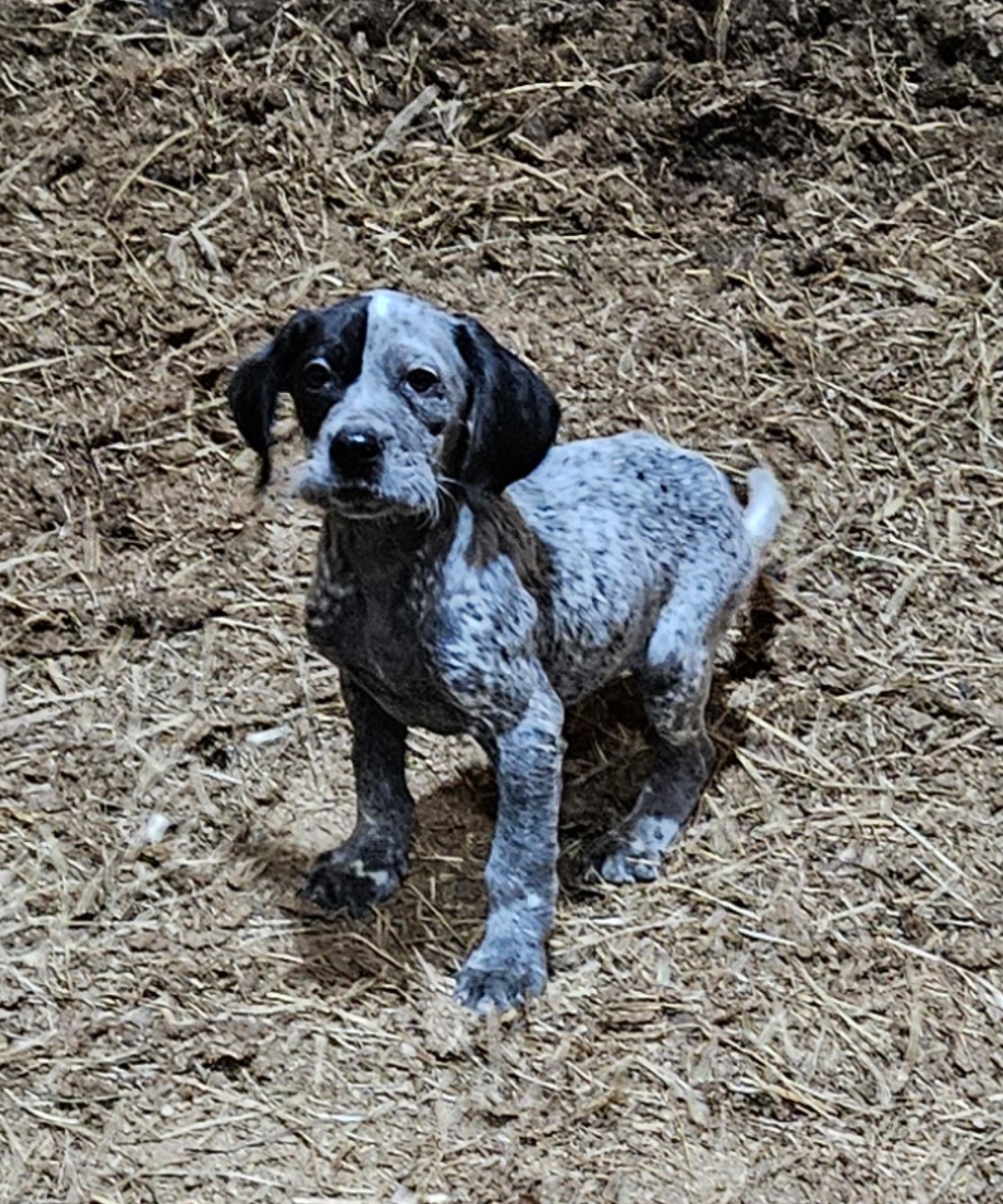 Drew is a English Setter and German Shorthaired Pointer puppy for sale ...