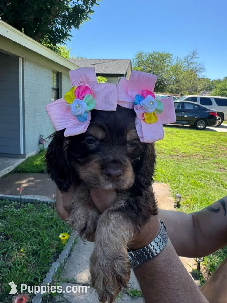 Nala – Cocker Spaniel Puppy for Sale in Arlington, TX | Puppies.com