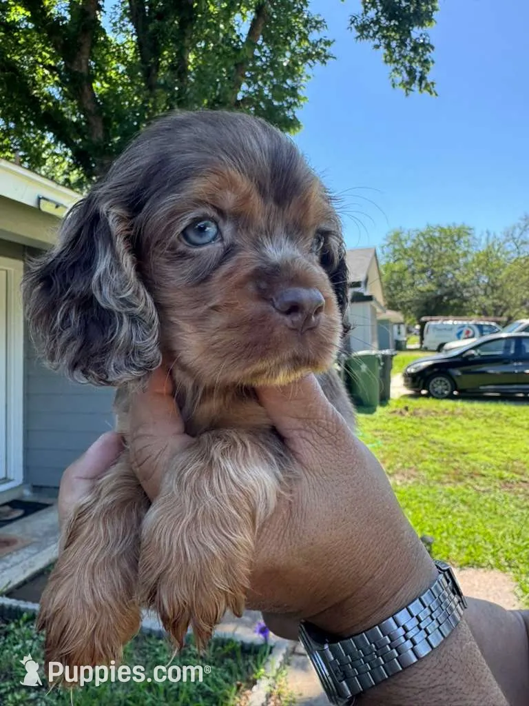 Milo – Cocker Spaniel Puppy for Sale in Arlington, TX | Puppies.com