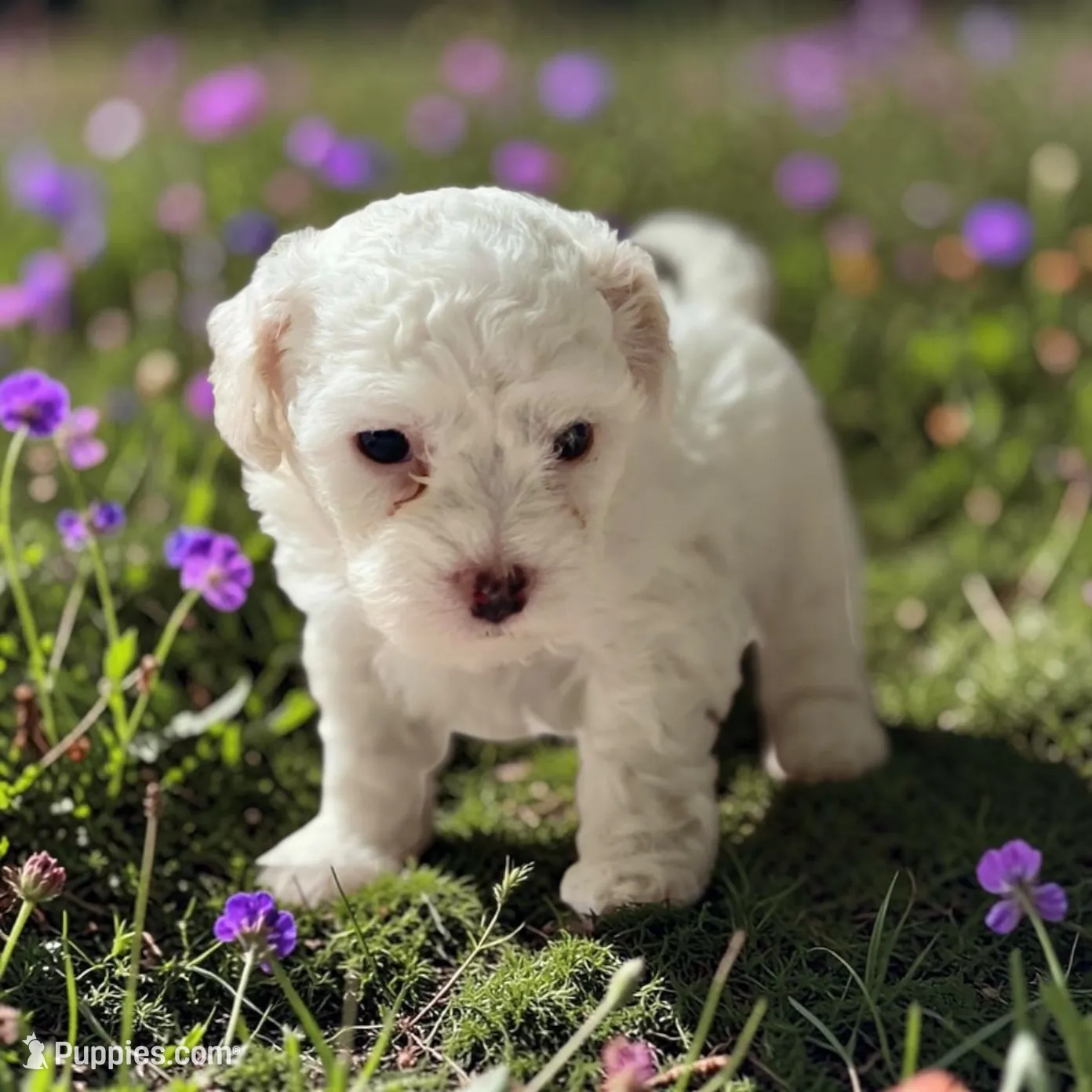 River – Bichpoo and Poochon Puppy for Sale in Ontario, OR | Puppies.com