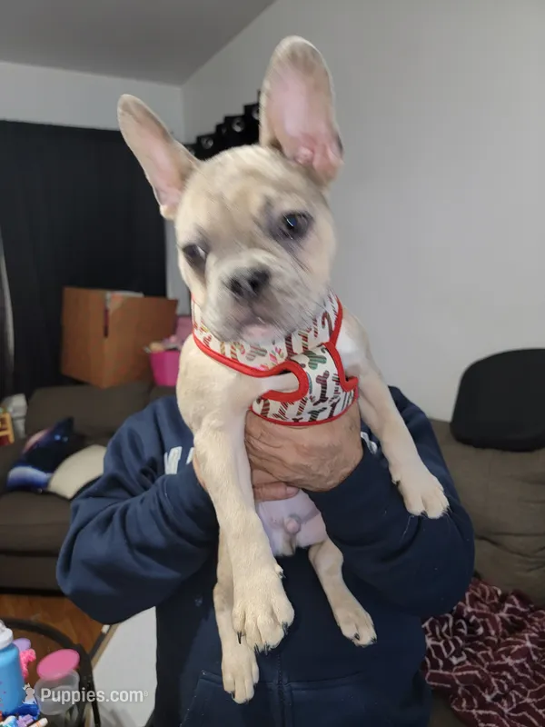 Scotty Jr is a French Bulldog puppy for sale in Chicago, IL
