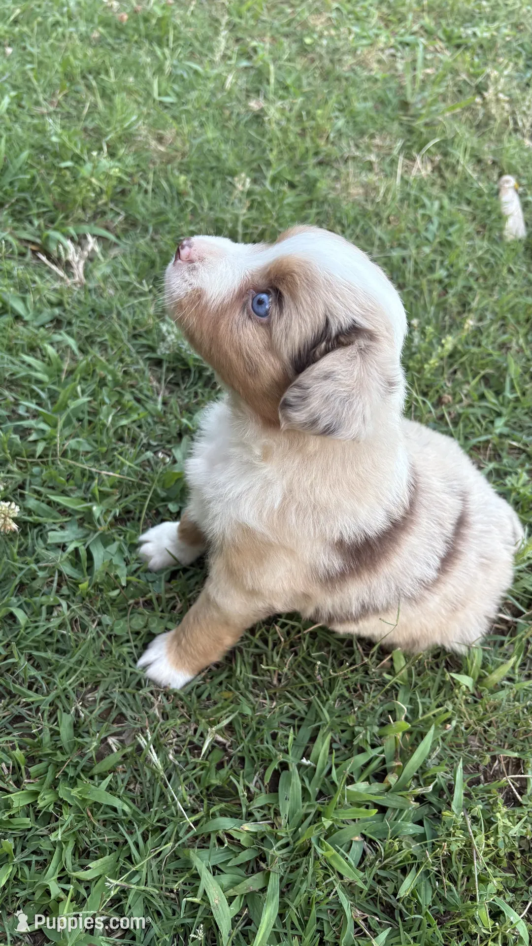 Rosie – Miniature Australian Shepherd Puppy for Sale | Puppies.com