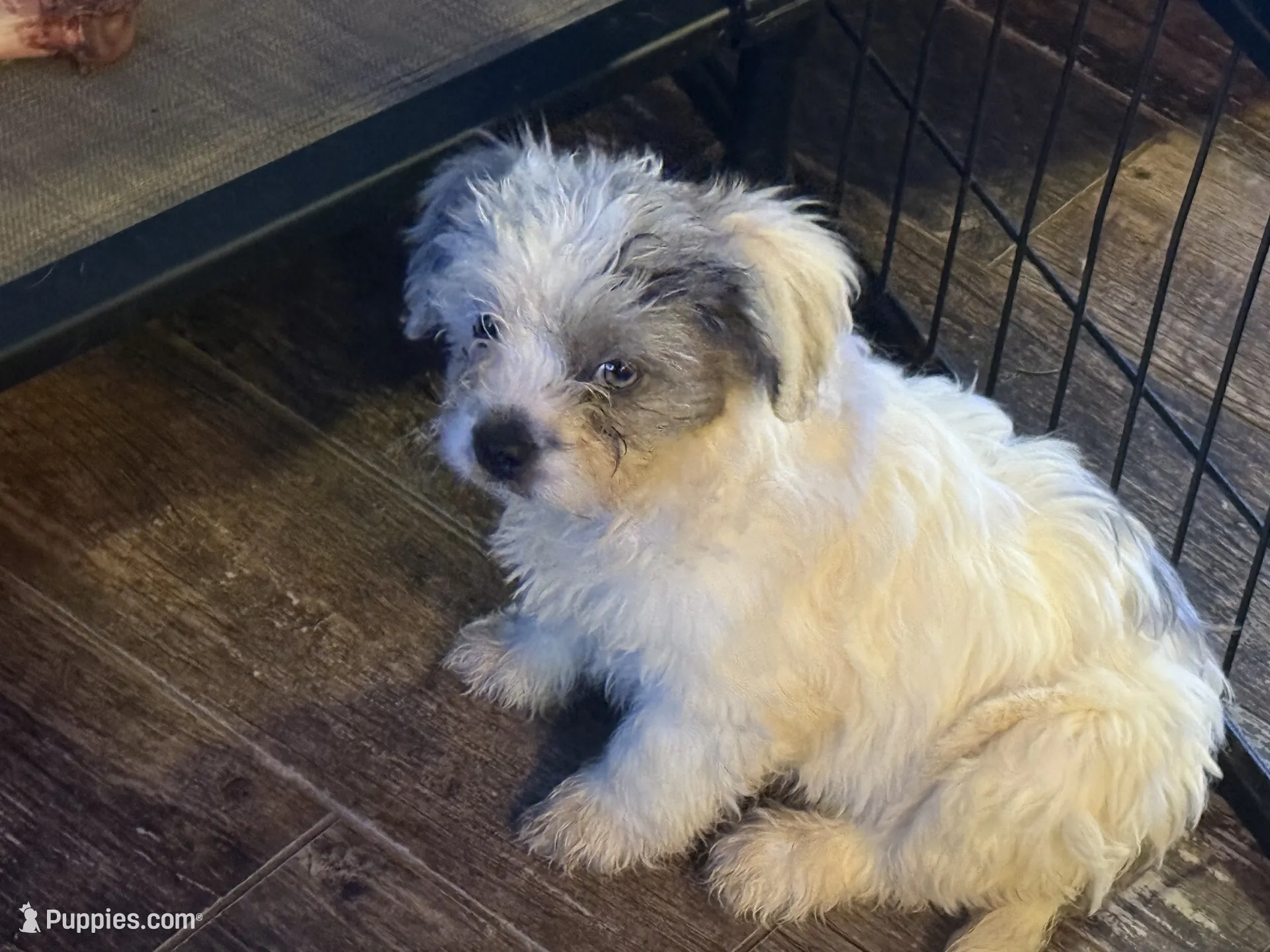 Meko – French Bulldog and Miniature Goldendoodle Puppy | Puppies.com