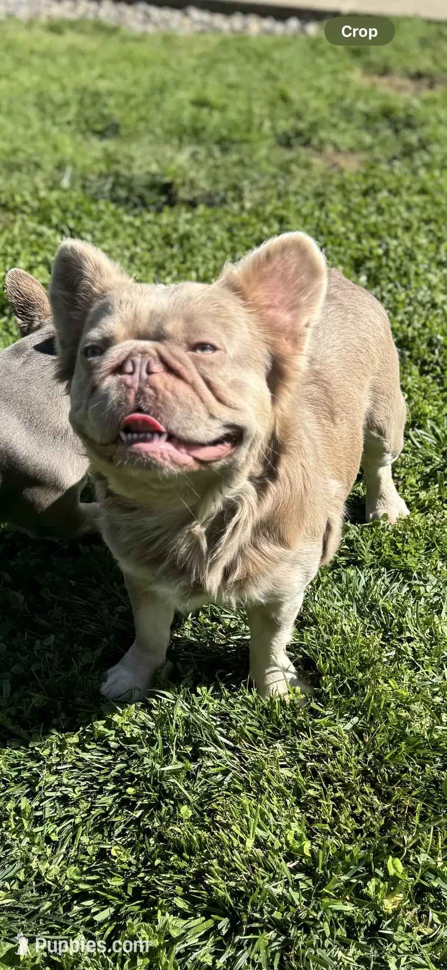 Newshade Isabella fluffy – French Bulldog Puppy for Sale | Puppies.com