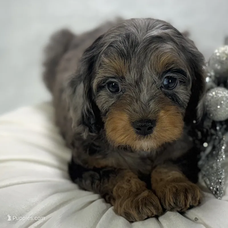 Ariat ~ with Transport is a Cavapoo puppy for sale in Sherman, TX